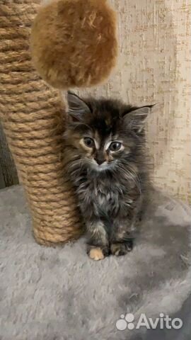 Кошечка Расти ищет дом