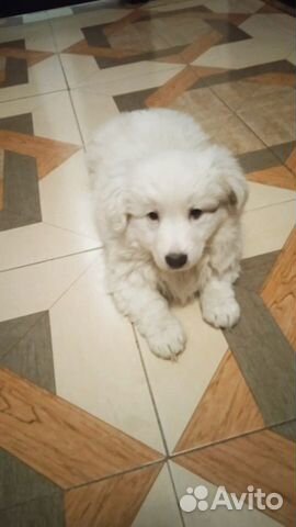 Помесь Джек Рассел