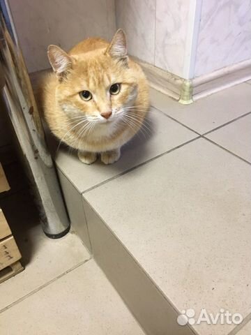 В добрые руки