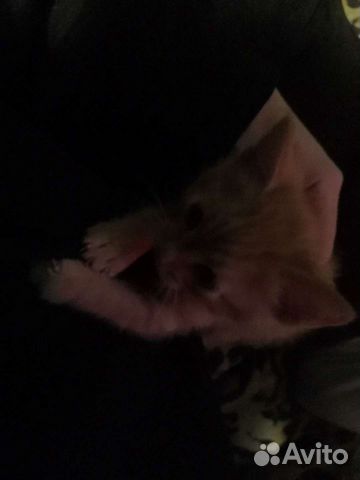 Котеночек ищет семью