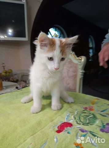 Нежный котик,2,5 месяца