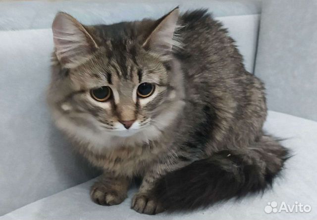 Котенок девочка