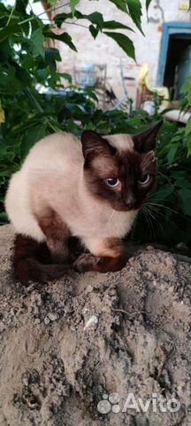 Тайский кот бесплатно