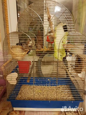 Амадины зебровые