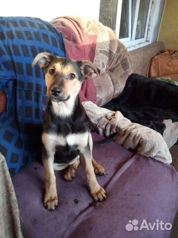 Стелла щенок