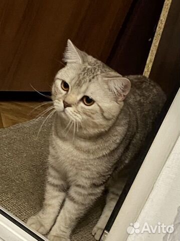 Нашелся кот