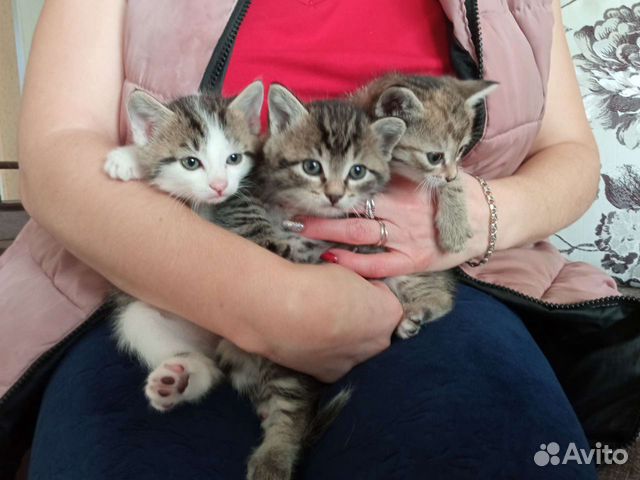 Котята от умненькой кошки