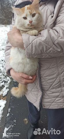 Ищу для красавчика заботливых родителей