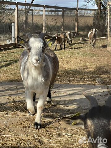 Камерунские козы