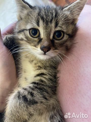Шотландский котик
