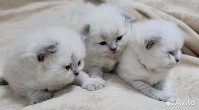 Шотландские котята