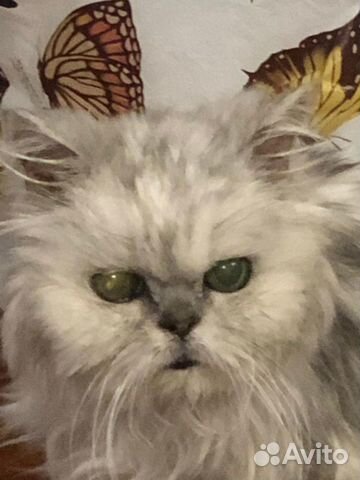 Отдам в добрые руки кошечку