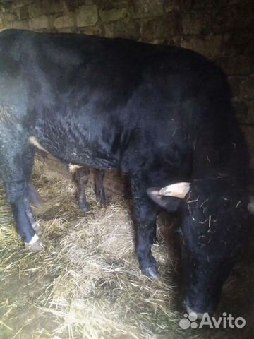 Быки на мясо