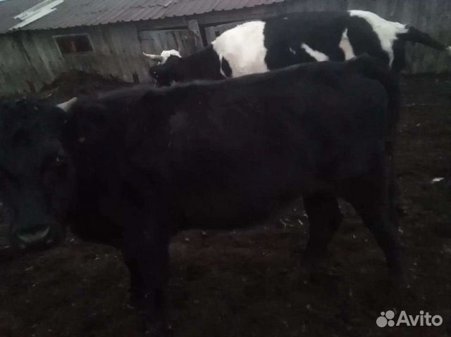 Продаются коровы телки и бычки