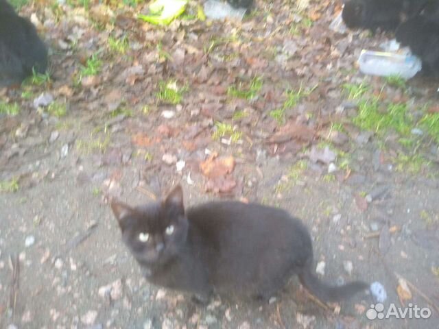 Котёнок девочка