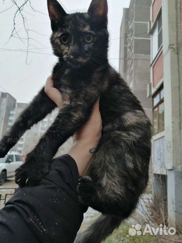 Кошка в хорошие руки