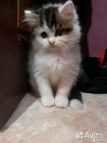 Кукляшка мордашка