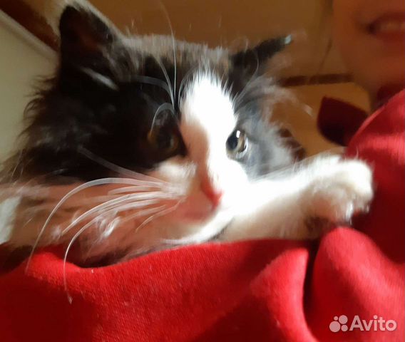 Котята турецкой ангоры