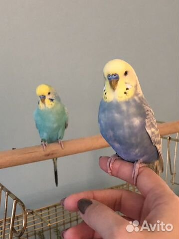 Волнистые попугайчики + клетки, присады, корм