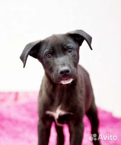 Обычный щенок тоже мечтает о семье