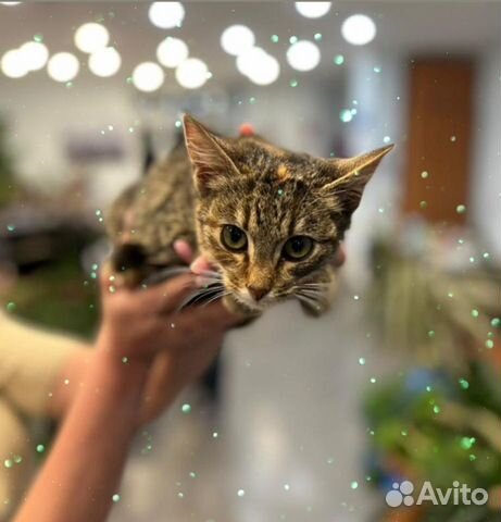 Котёнок девочка 3 мес ласковая