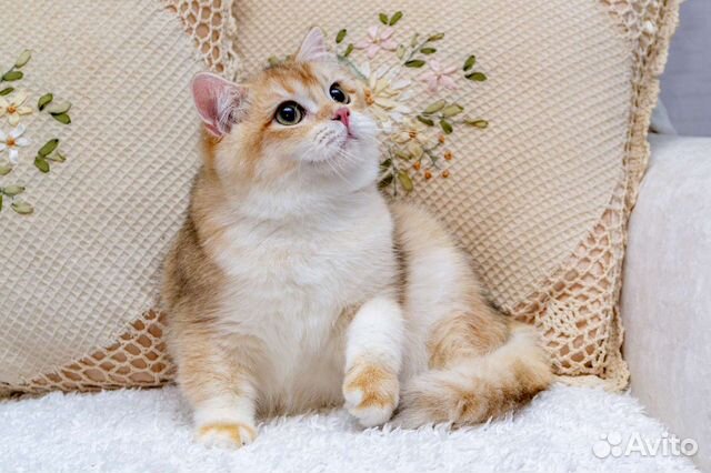 Британская золотая шиншилла