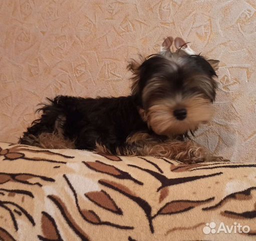 Мальчик Йоркширский терьер стандарт