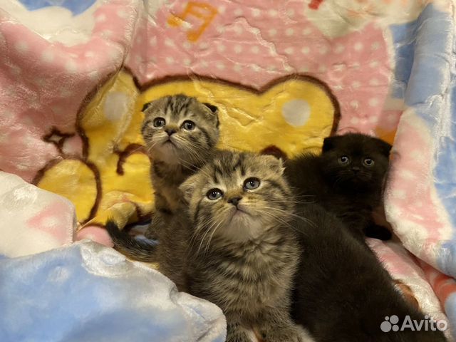 Шотланские вислоухие малютки