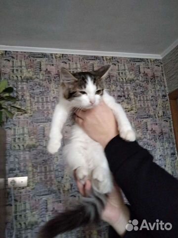 Котёнок