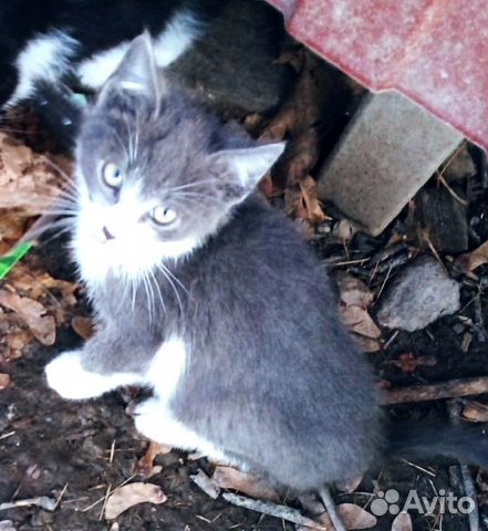 Котёнок мальчик голубой в дар