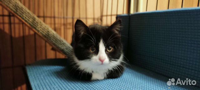 Котенок, мальчик, 2,5 месяца