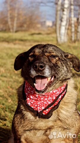 Дабродушная и весёлая Дуня, отдам