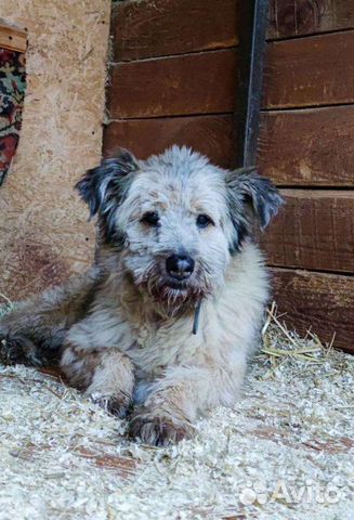 Уютный Колобок на доживание