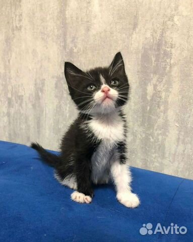 Котенок мальчик 5 недель