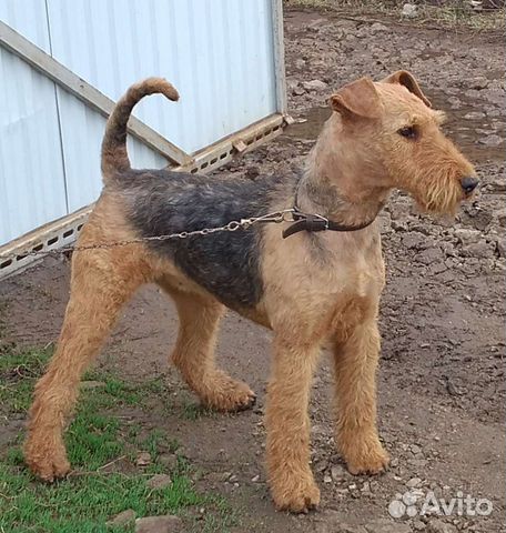 Эрдельтерьер