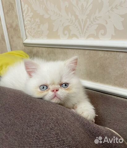 Экзотическая девочка