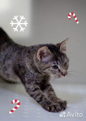 Новогодний подарок - котенок