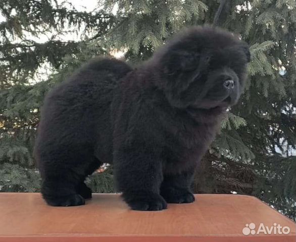 Чау-чау