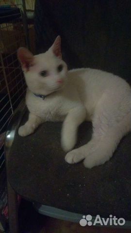 Котик