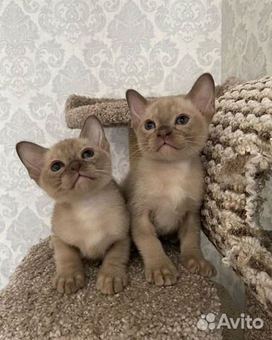 Бурманская девочка