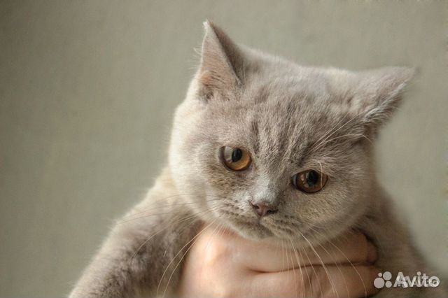 Лиловый британский котик экслюзивного окраса