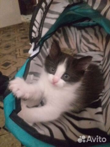 Котята 1,5 мес