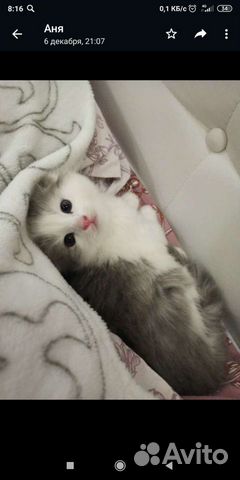 Котенок шотландец девочка