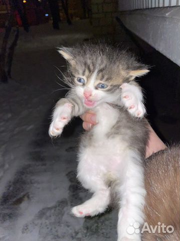 Котята в добрые руки маленькие и кошка