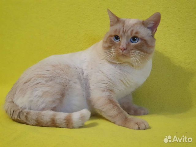 Тайский брутальный котик