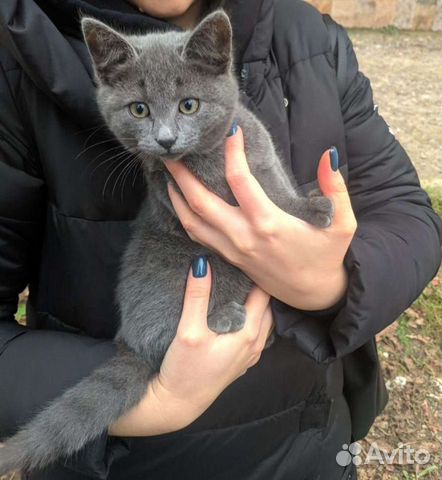 Котята девочки и их мама ищут дом