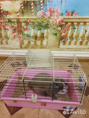 Декоративный кролик с клеткой