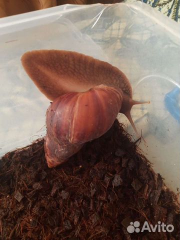 Улитка ахатина отдам