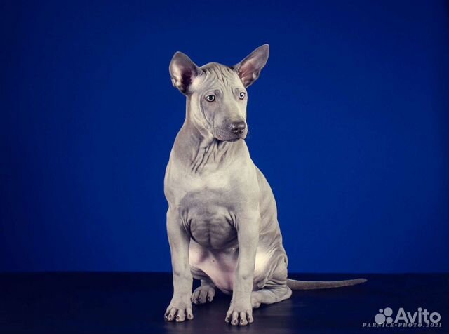 Малыши тайского риджбека