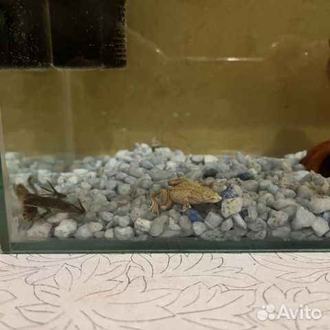 Бесплатно Карликовые лягушки
